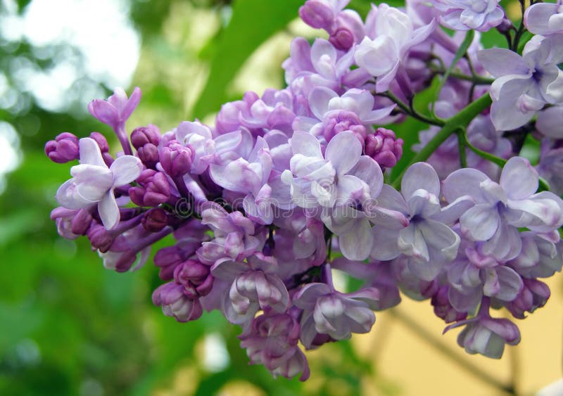 Lilac flower stock photo. Image of color, macro, flora - 77717364