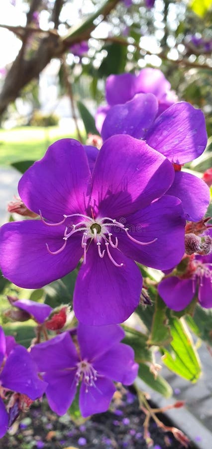 Lilac Flower on sunrise stock image. Image of lilac - 274456763