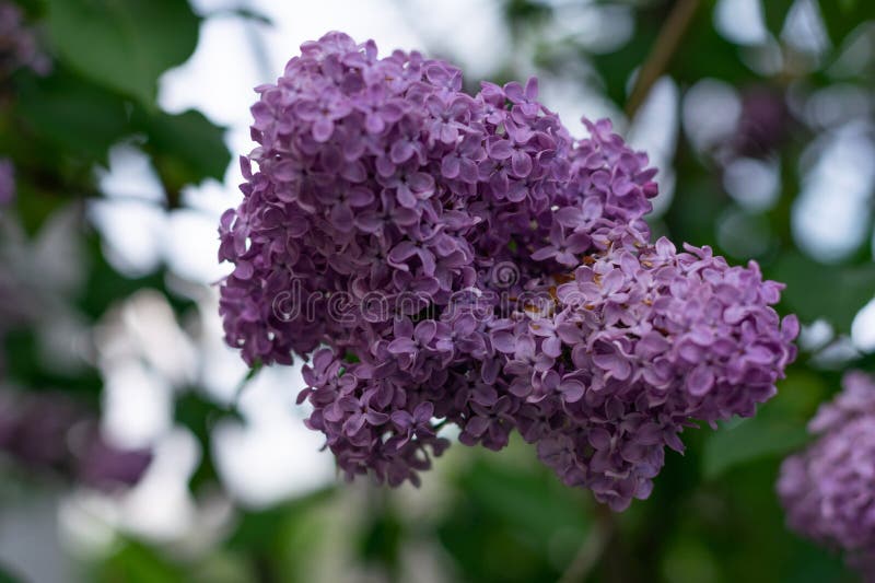 Lilac Flower in the Tree, Purple Color Stock Photo - Image of color ...
