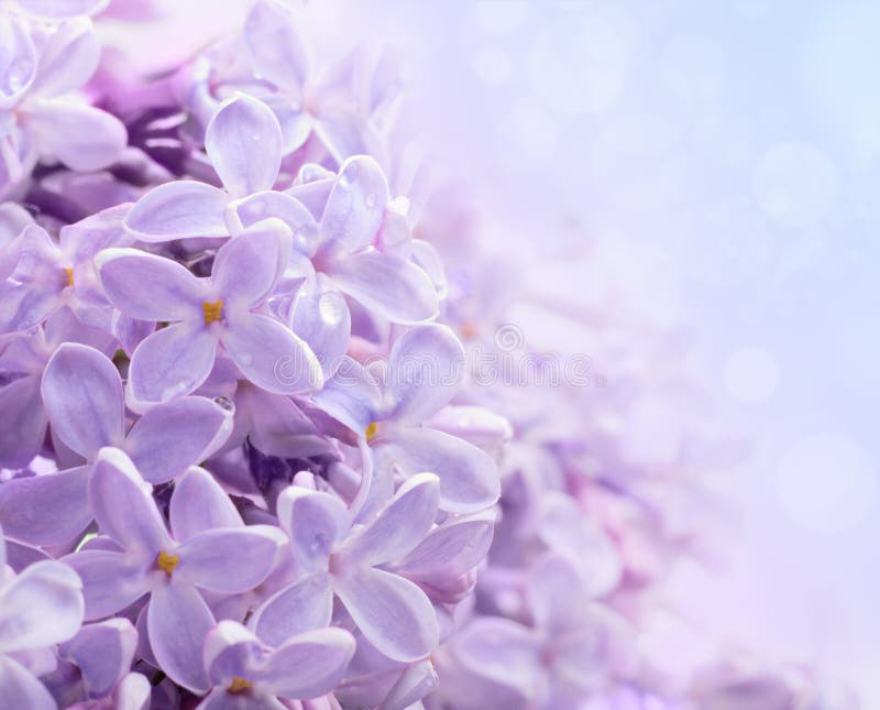 Lilac Flowers. Abstract Background. Stock Photo - Image of detail, gift ...