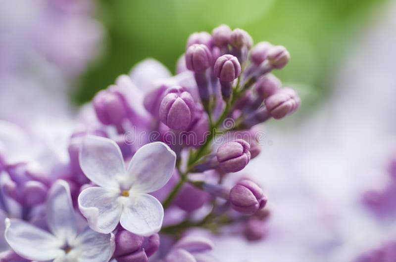 Lilac flowers background stock image. Image of flower - 64877483