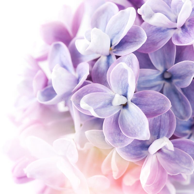 Lilac flowers stock photo. Image of print, petal, purple - 31966742