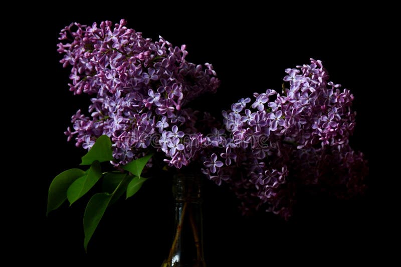 Lilacs stock photo. Image of dark, closeup, bunch, summertime - 149648588