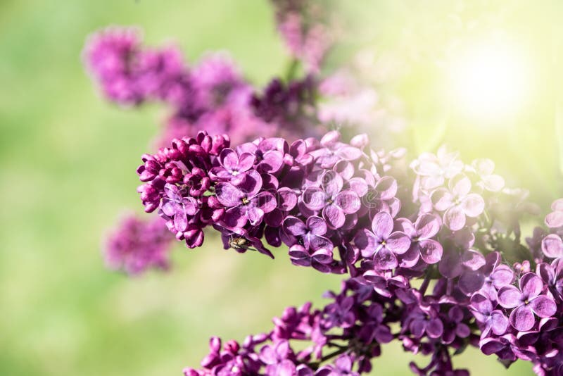 Lilac Flowers are Blooming. Spring Lilacs Blossom Stock Image - Image ...