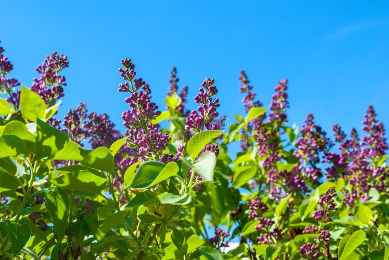 Lilac flowers stock photo. Image of blue, lilac, background - 41236642
