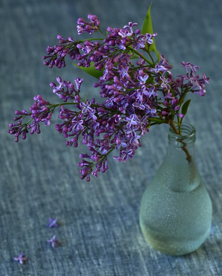 Lilac flowers stock photo. Image of forest, bouquet, blossoming - 54647334