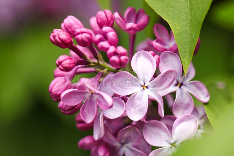 Lilac flowers close up stock image. Image of tree, flower - 218609555