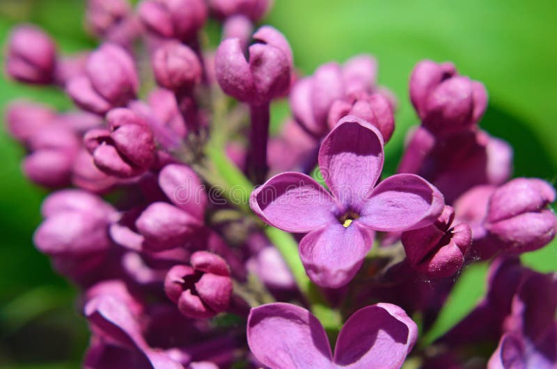 Lilac Flowers Close Up. Background. Postcard. Stock Image - Image of ...