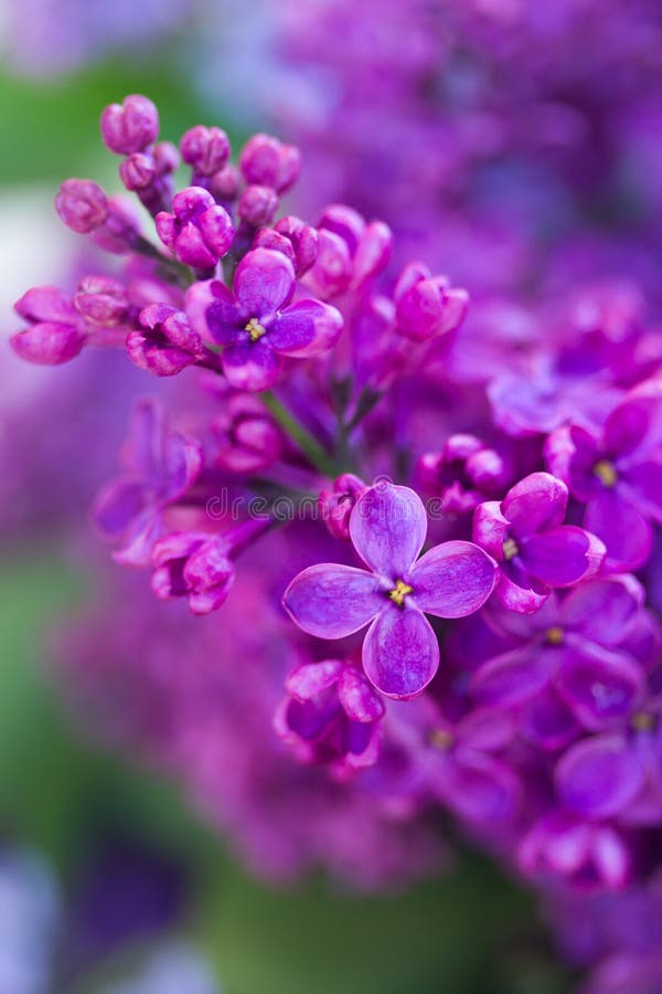 Lilac flowers close up stock photo. Image of card, bunch - 93021830