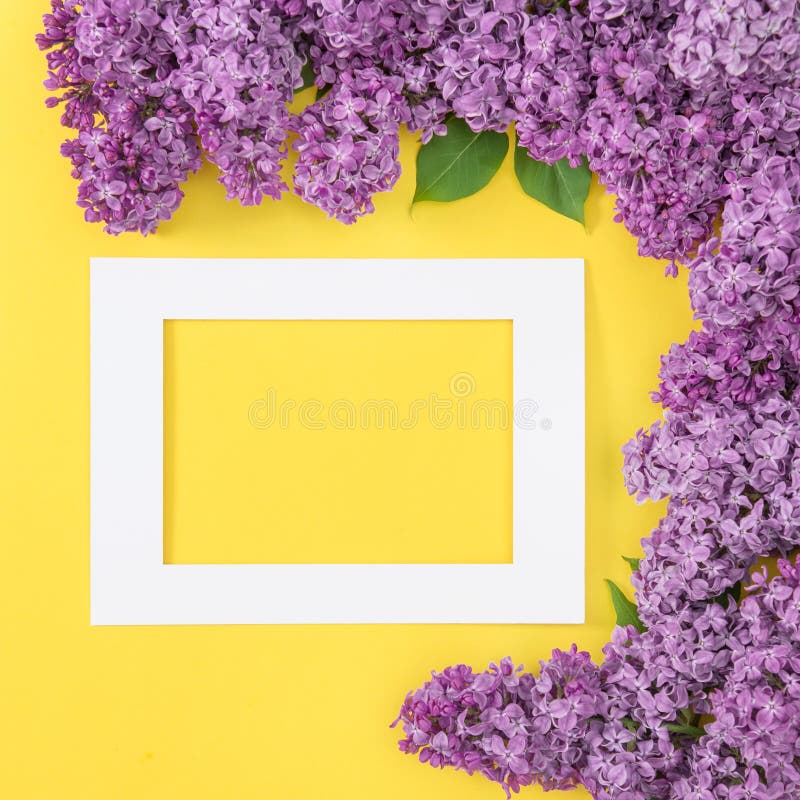 Lilac Flowers Greetings Card Frame Yellow Background Stock Image ...