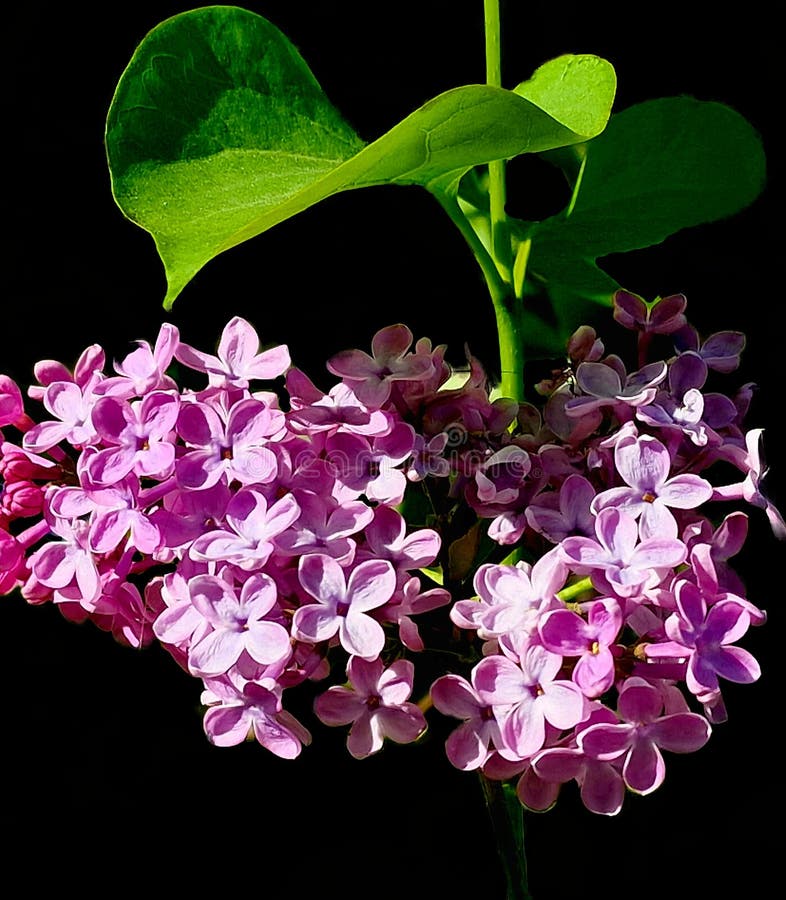 Lilac Flowers Grow on a Black Background Stock Image - Image of ...