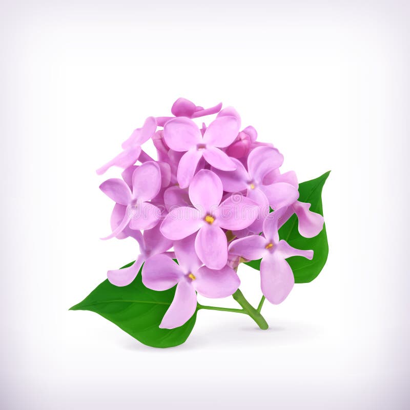 Lilac flowers stock vector. Illustration of branch, pink - 34200298