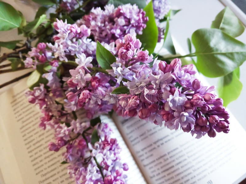 Lilac Flowers Lie on an Open Book. on the Book is a Branch of Lilacs ...