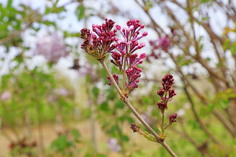 Lilac Flowers in the Natural State Stock Photo - Image of blossom ...