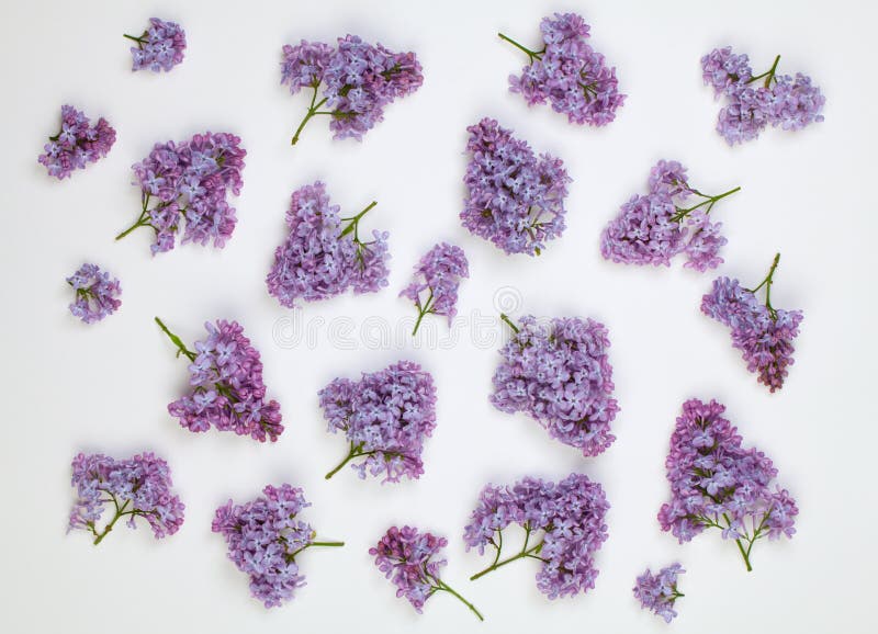 Lilac Flowers Pattern on White Background Stock Photo - Image of summer ...