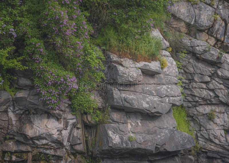 Lilac Flowers Spread on the Wall of the Canyon Stock Image - Image of ...