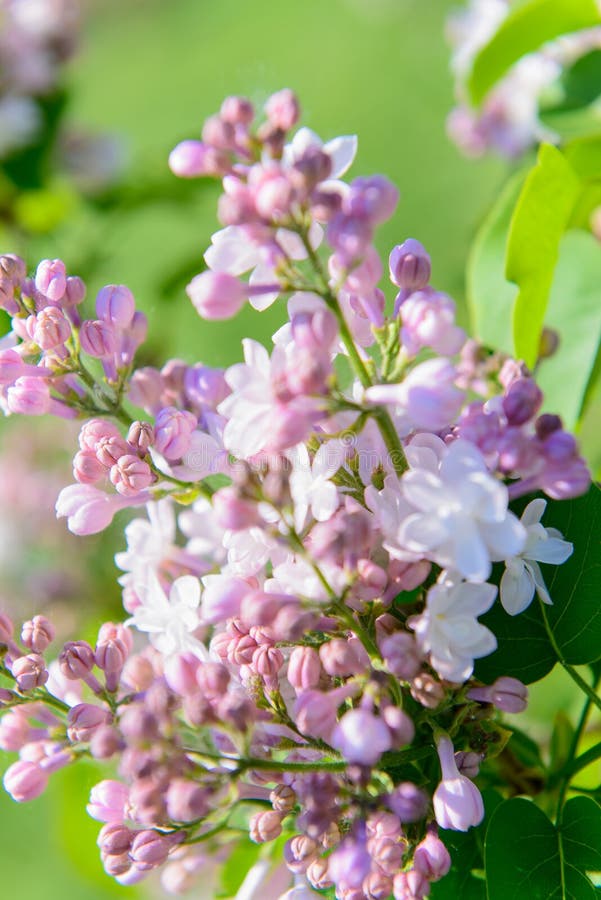 Lilac flowers in spring stock image. Image of leaves - 71202365