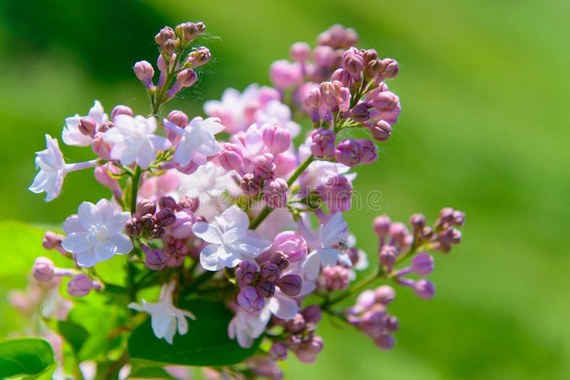 Lilac flowers in spring stock photo. Image of beautiful - 71202392