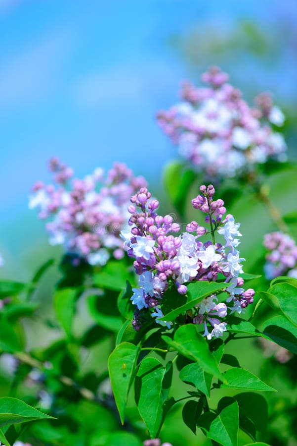 Lilac flowers in spring stock photo. Image of gift, floral - 71220726