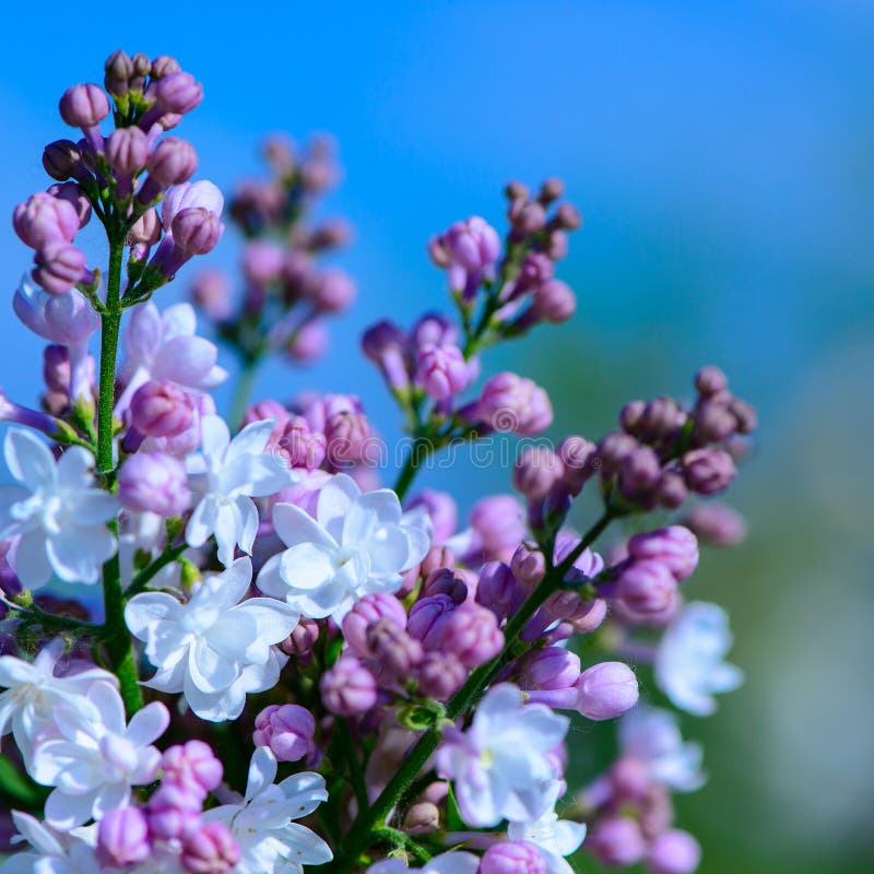 Lilac flowers in spring stock photo. Image of color, botany - 71221236