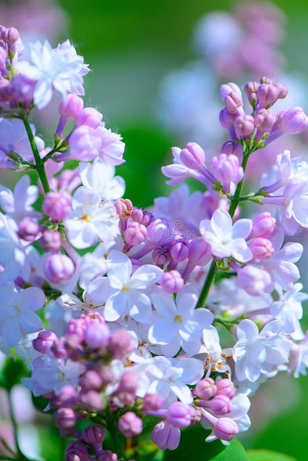 Lilac flowers in spring stock photo. Image of flower - 71221700