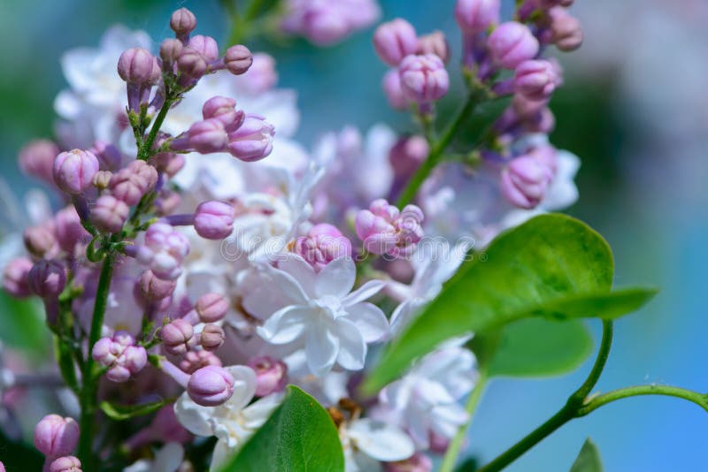 Lilac flowers in spring stock photo. Image of botanical - 71221960