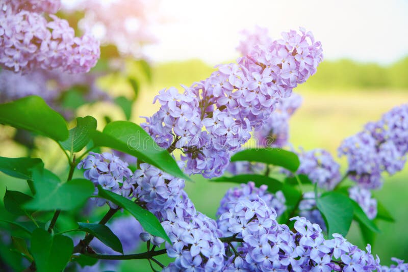 Lilac Flowers at Sunset in the Warm Rays of the Sun Stock Image - Image ...