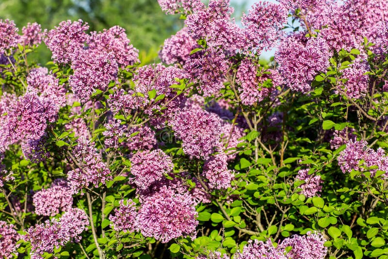 Lilac Flowers on Tree in Garden. Stock Photo - Image of botanic, leaf ...