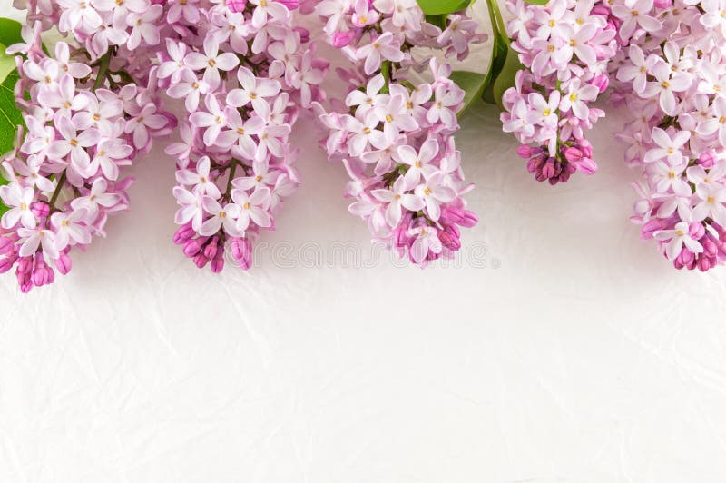 Lilac Flowers on White Fabric Stock Image - Image of blossom, lilac ...