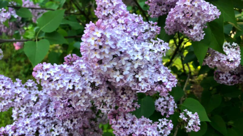 Lilac flowers in the wind. stock video. Video of branch - 249902031