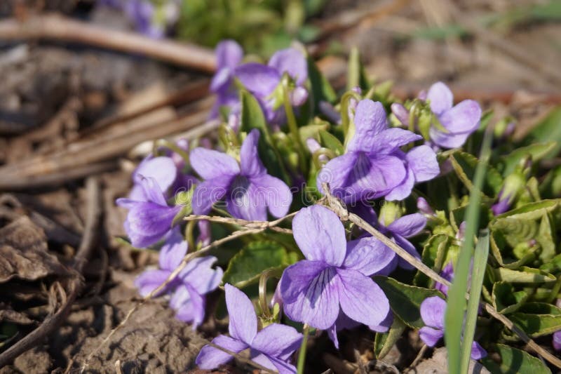 Lilac Forest Violets Grow Under a Tree. Stock Photo - Image of brown ...