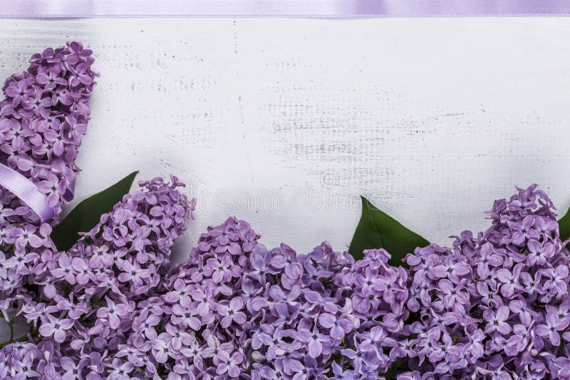 Lilac frame stock photo. Image of pipe, isolation, blossom - 19130498