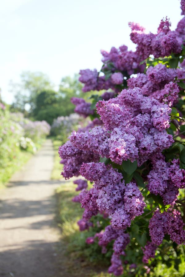 Lilac Garden with Large Lilac Bushes Stock Image - Image of lilac, leaf ...