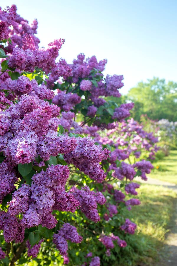 Lilac garden with lilac stock photo. Image of garden - 141649046