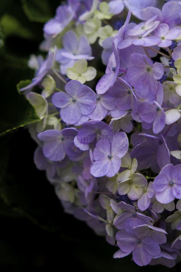 Lilac Hydrangea Macrophylla or Hortensia Flower in Full Bloom Stock ...