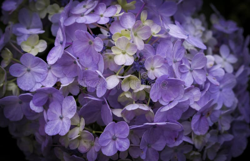 Lilac Hydrangea Macrophylla or Hortensia Flower in Full Bloom Stock ...
