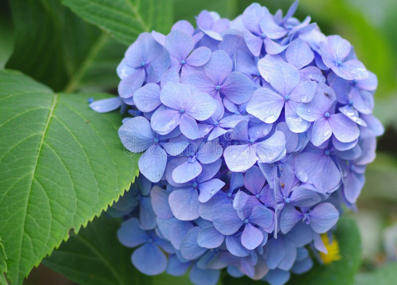 Lilac hydrangea stock image. Image of hydrangea, peace - 123111013