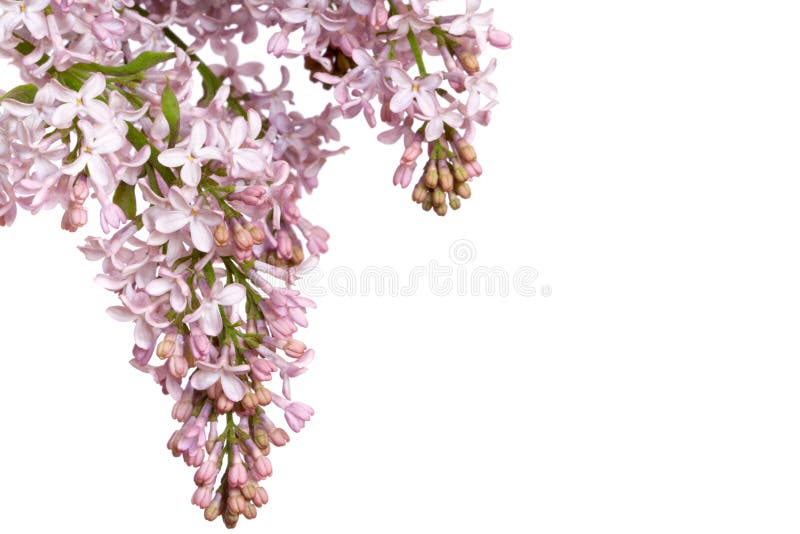 Lilac inflorescence stock image. Image of element, close - 8066099