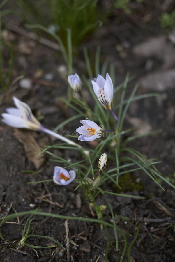 Crocus biflorus blossom stock photo. Image of perennial - 112292112