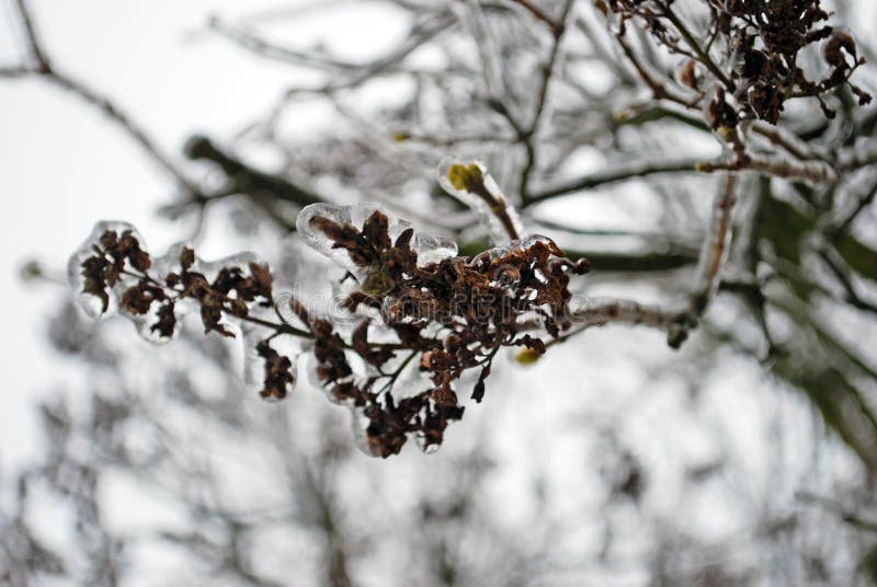 Lilac Influence Flowers after Blooming in Winter Time Covered by Ice ...