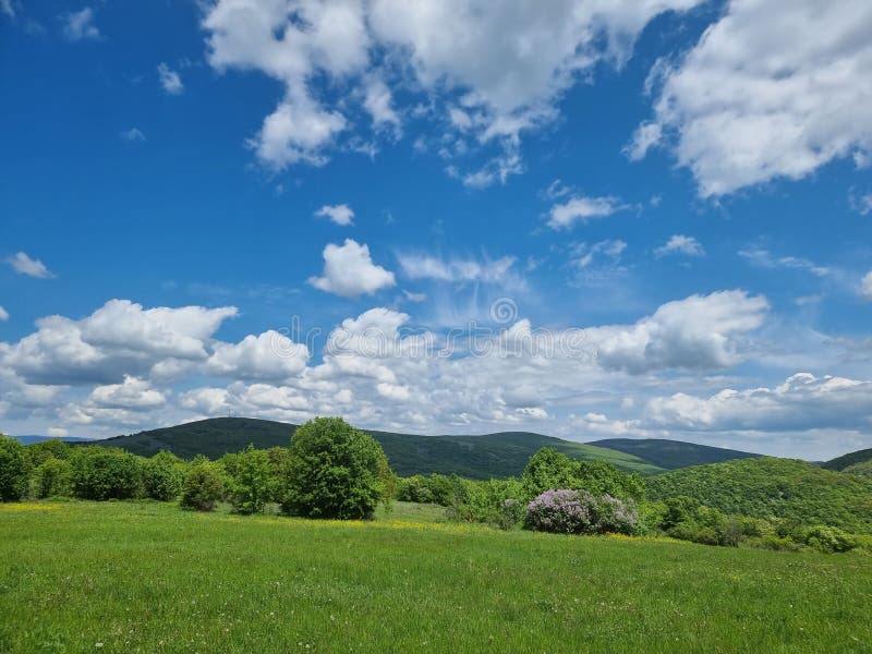 Jorgovan Flower Stock Photos - Free & Royalty-Free Stock Photos from ...