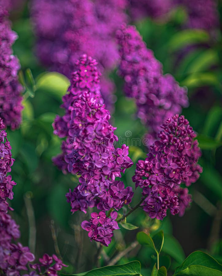 Lilac stock image. Image of beauty, flower, nature, isolated - 205881895