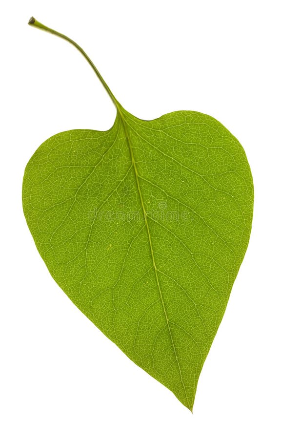 Lilac leaf stock photo. Image of leaf, shape, macro, environmental ...