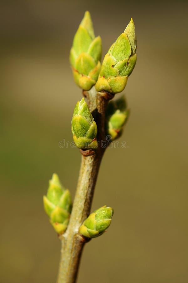 Lilac leaves bud stock photo. Image of bloom, background - 30060346