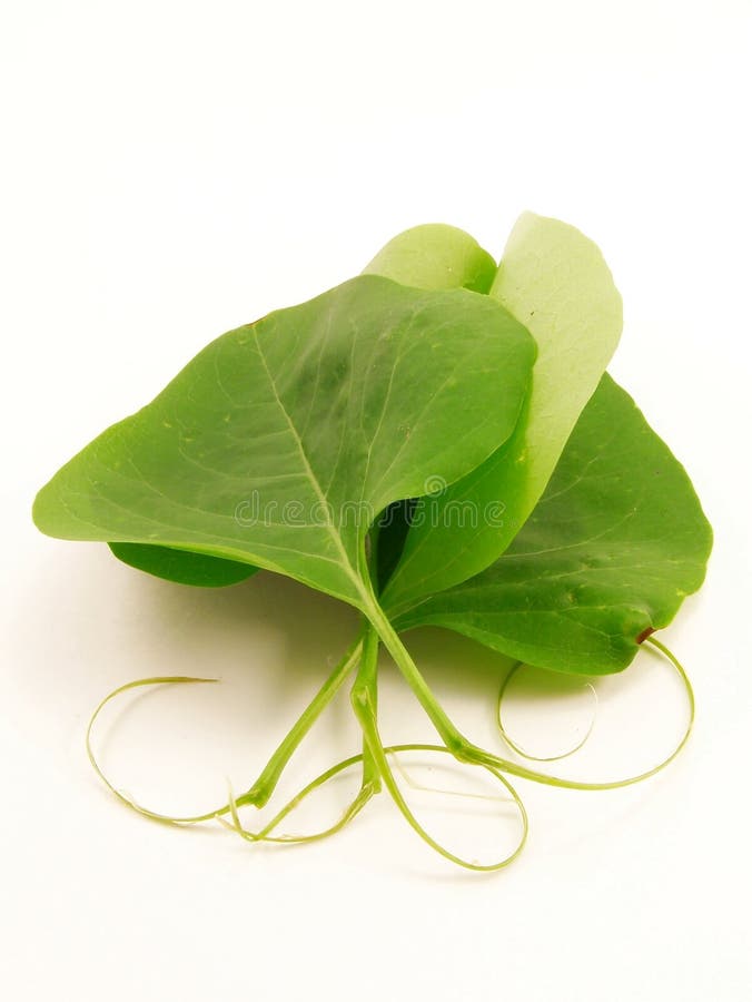 Lilac Leaves isolated stock photo. Image of leaf, scanned - 10038356