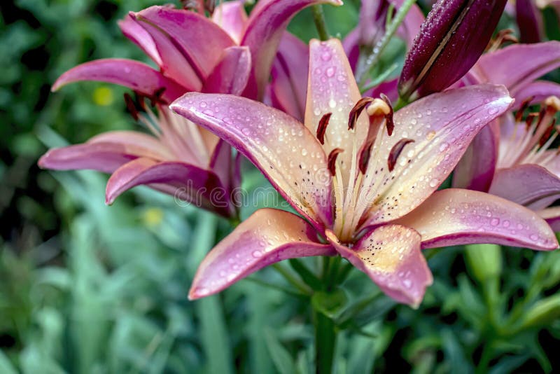 ,delicate Bright Lilac Lilies with Raindrops Macro Stock Photo - Image ...