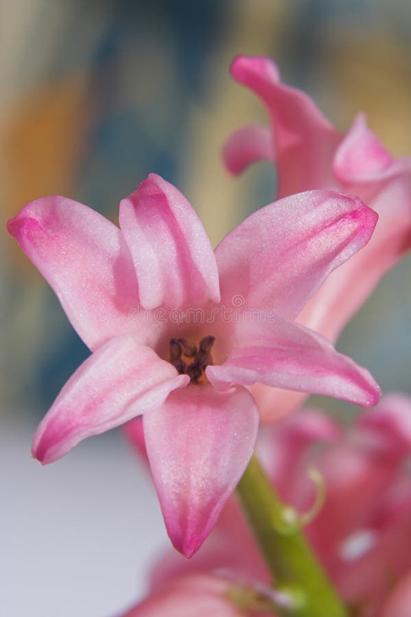 Lilac Lily Picture. Image: 914533