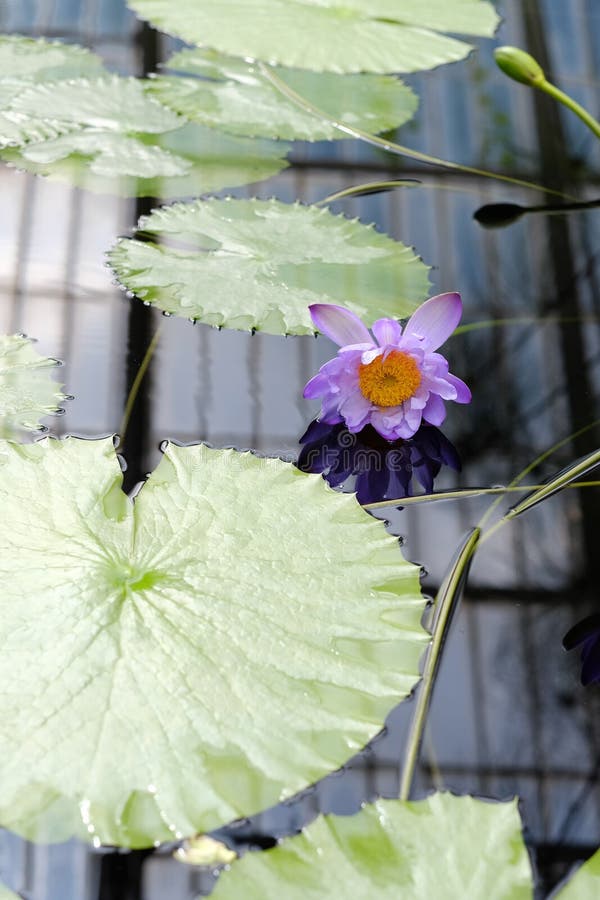 A lilac lily stock photo. Image of blurred, tropical - 93119274
