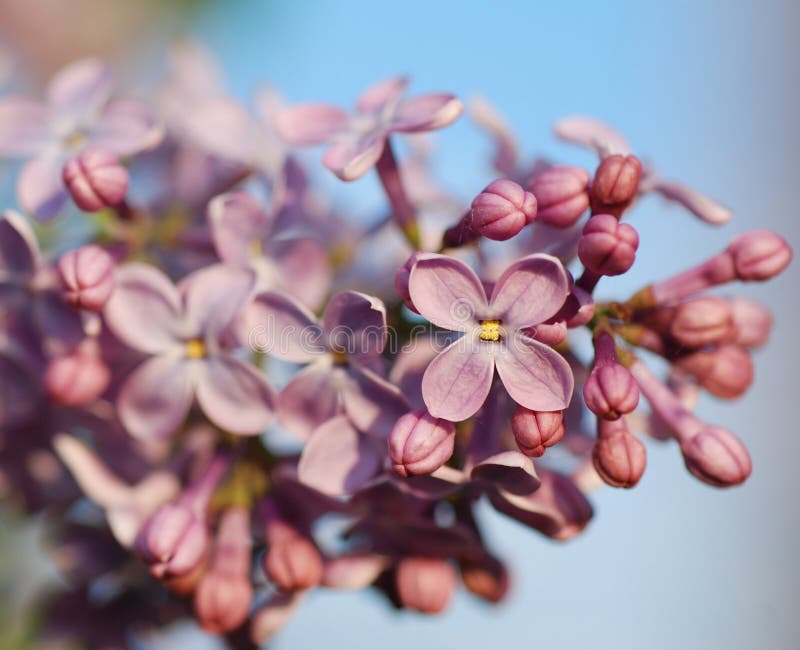 Lilac. Macro. stock image. Image of purple, trees, garden - 28087177