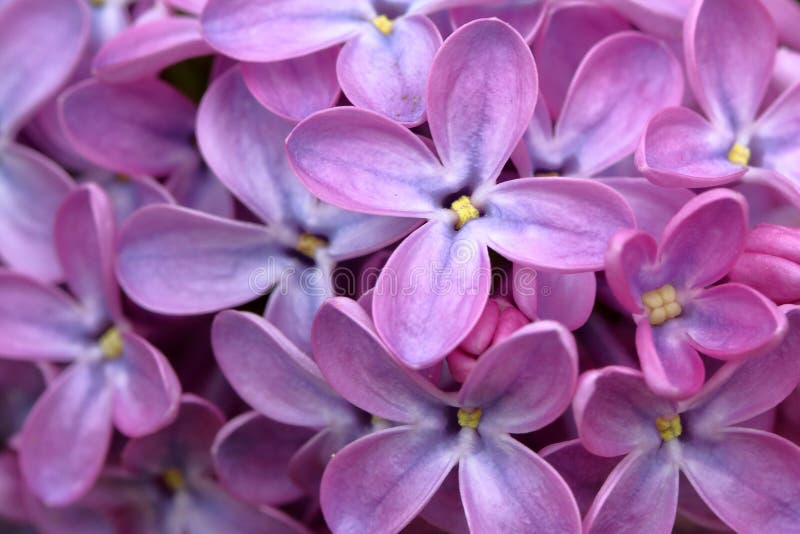 Lilac Macro stock photo. Image of lavender, lilacs, spring - 71224412